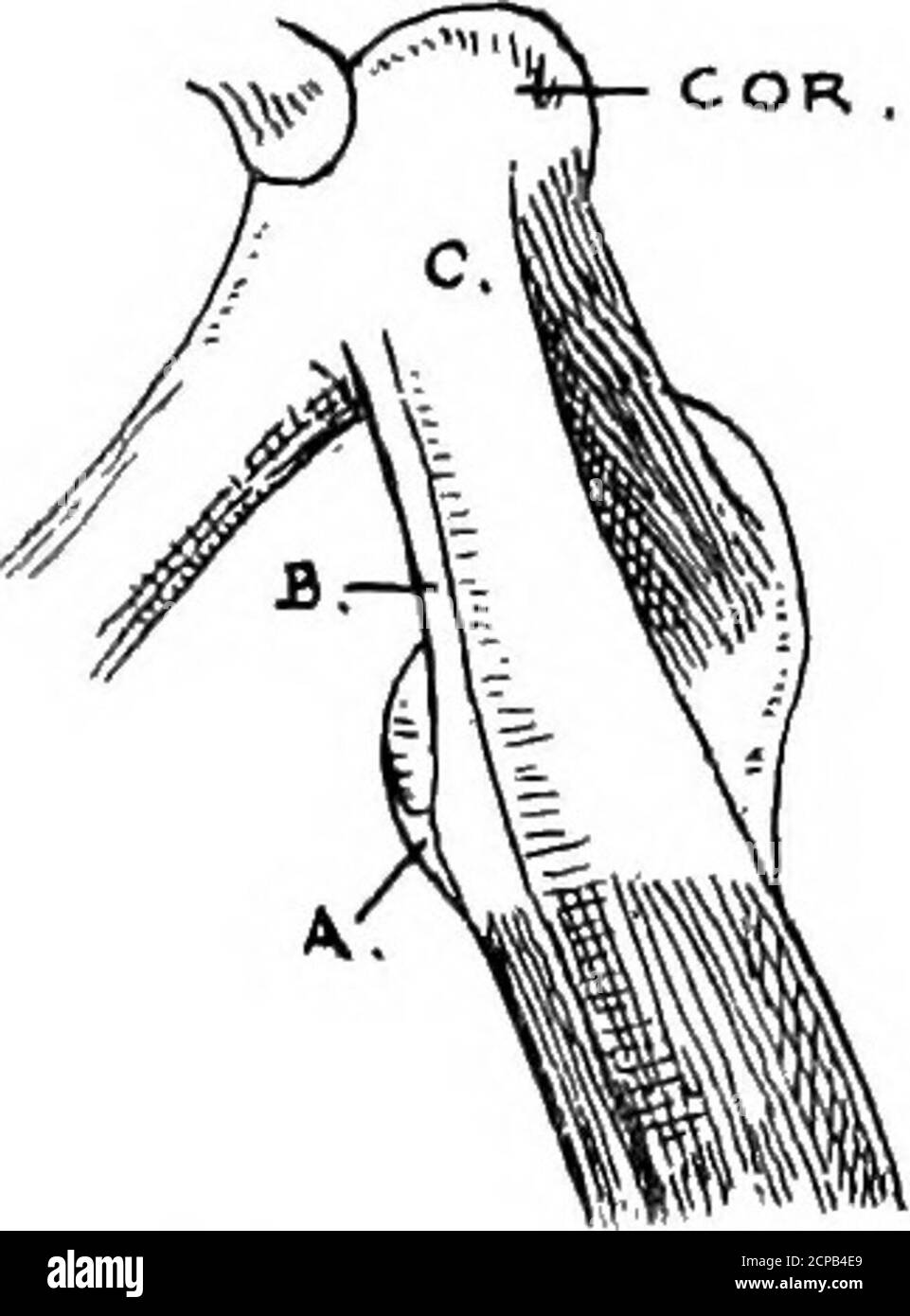 . The structure and classification of birds . Fig. 190.—Okigin oe ...