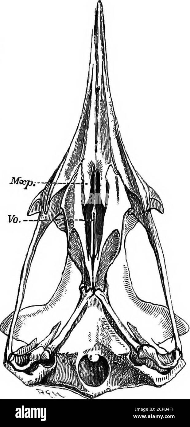 Quadrate bone hi-res stock photography and images - Alamy