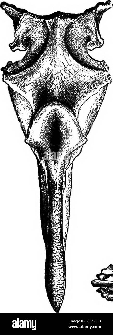 Lacrymal bone Black and White Stock Photos & Images - Alamy