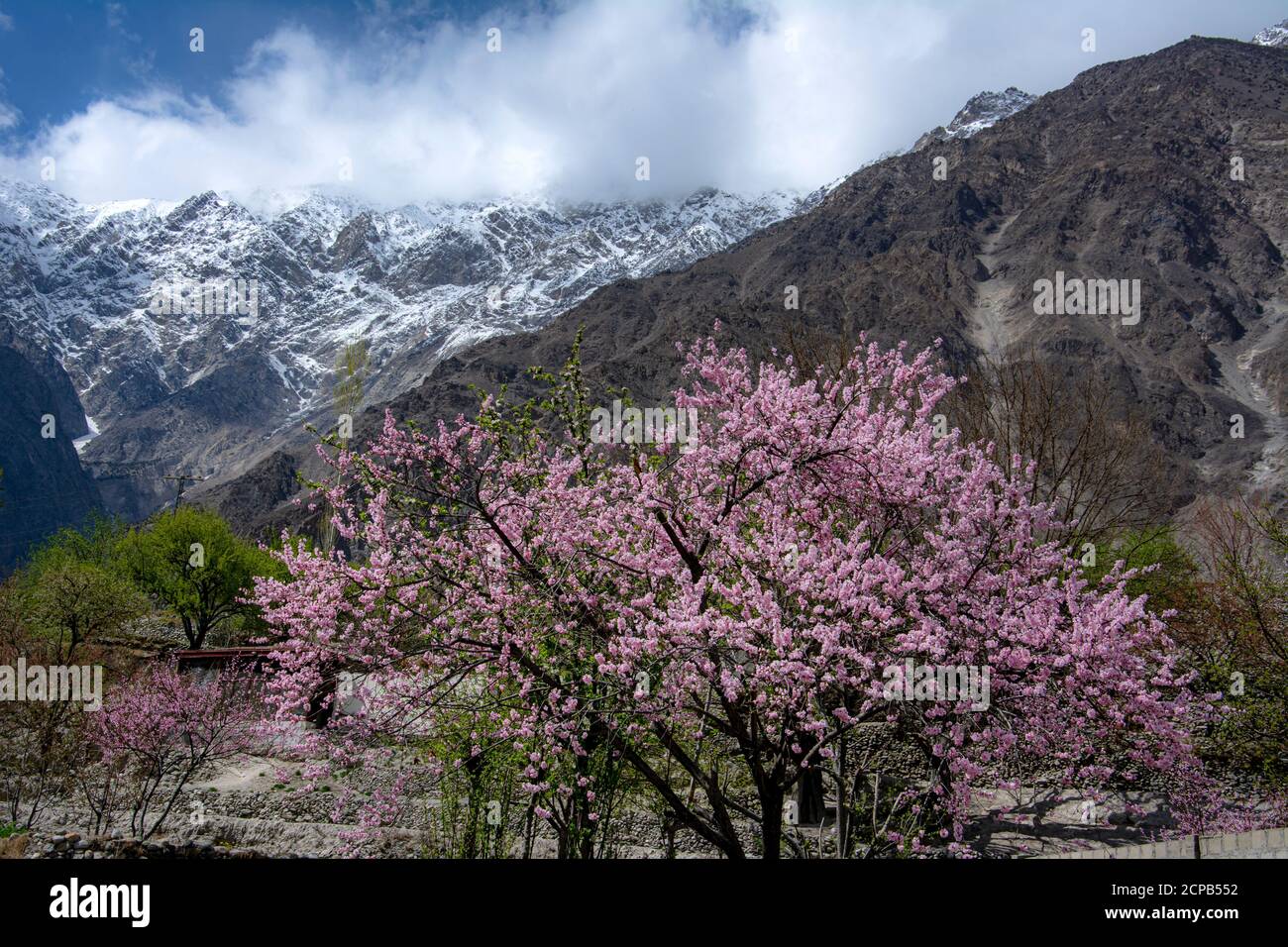 land scape photography od spring , cherry blossom and apricot blossom ...