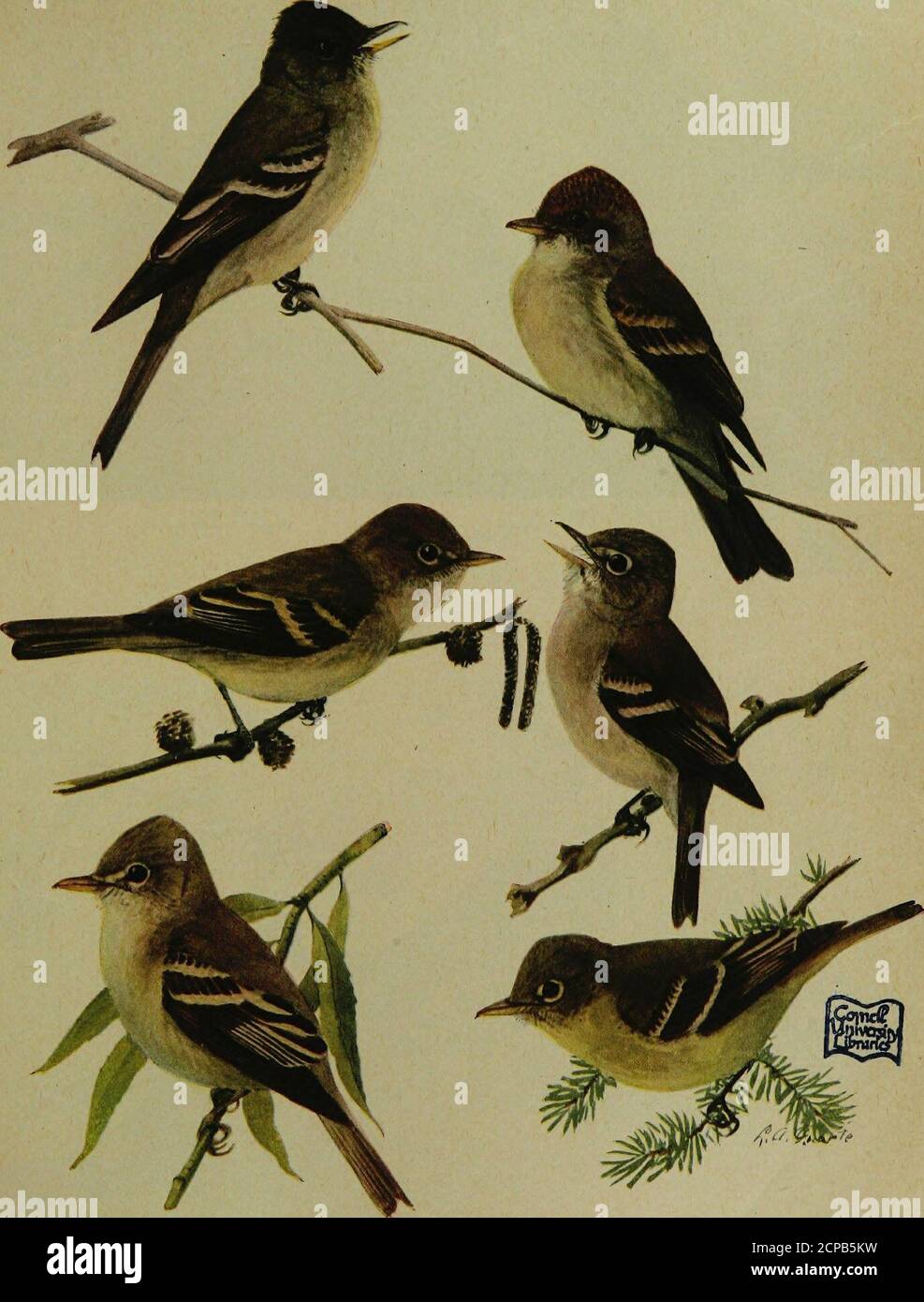 . Birds of New York . OLIVE-SIDED FLYCATCHER -pporen ci vr-^-rr ...