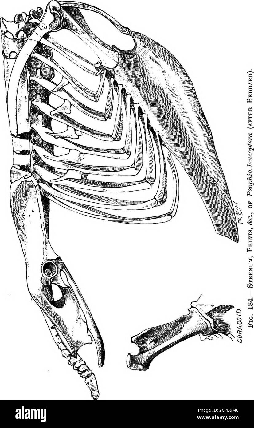 . The structure and classification of birds . early comes intocontact ...