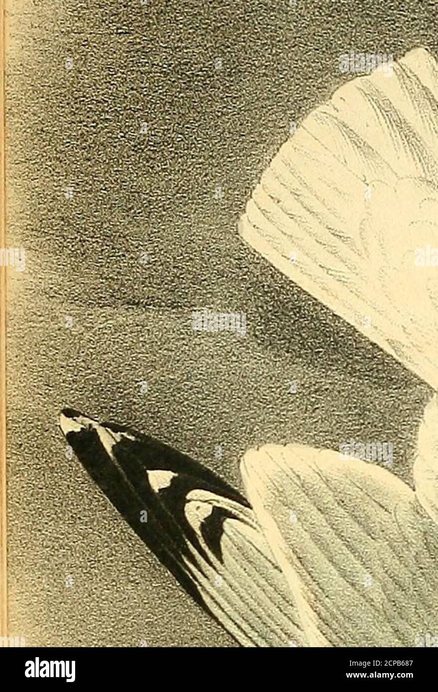 Mottled brown wing coverts hi-res stock photography and images - Alamy