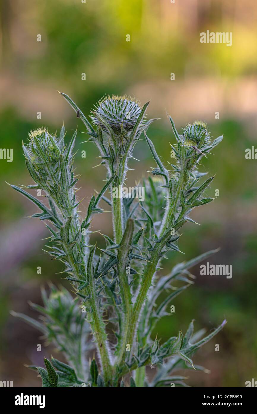 Common thistle, Cirsium vulgare, flower, buds Stock Photo - Alamy