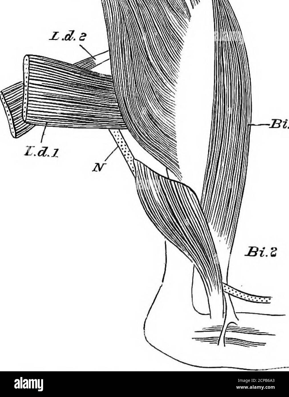 . The structure and classification of birds . 372 STRUCTURE AND ...