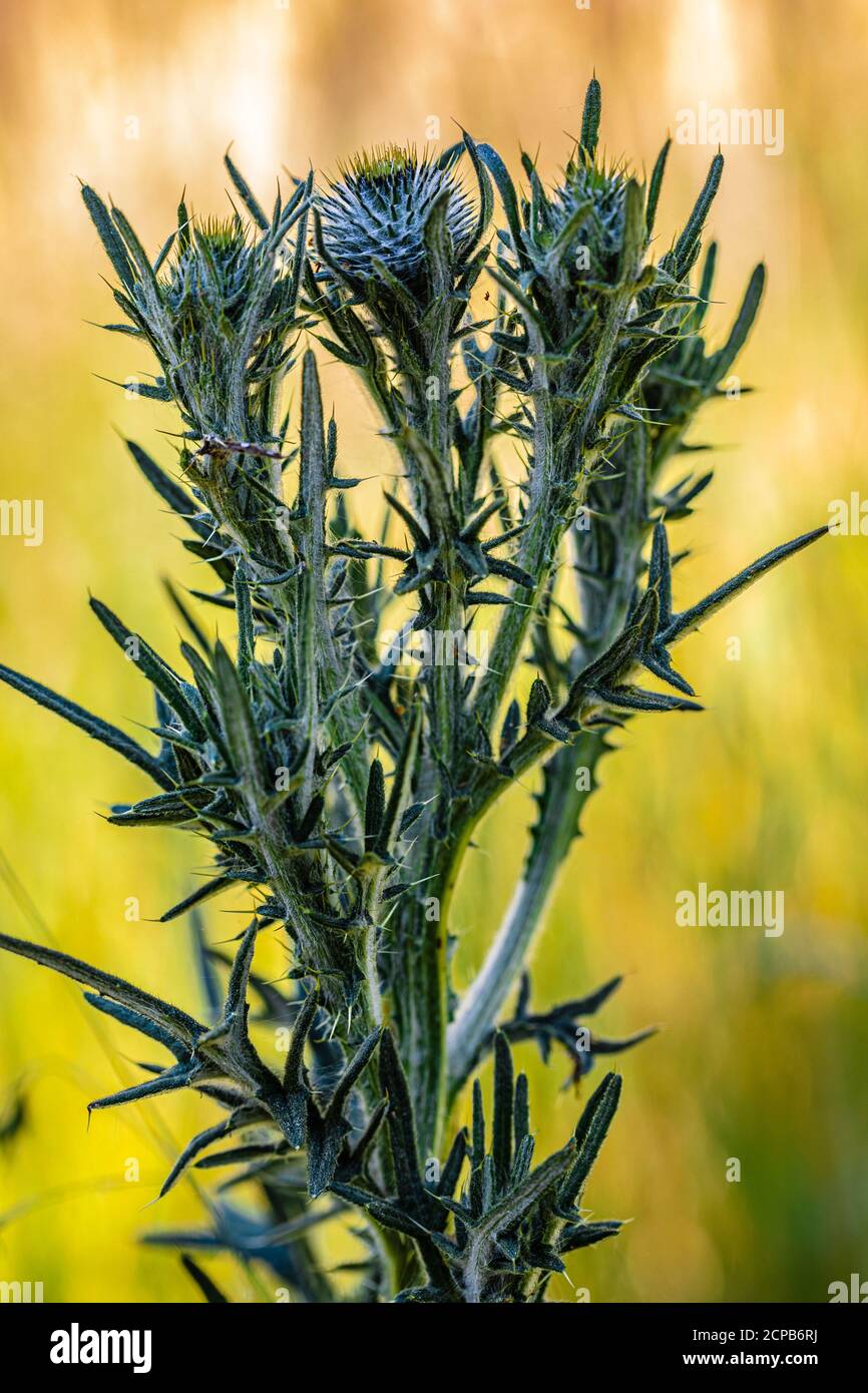 Common thistle, Cirsium vulgare, flower, buds Stock Photo - Alamy