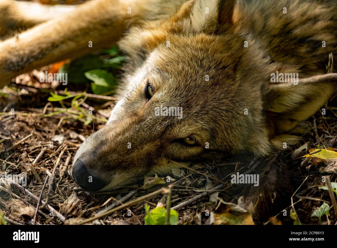Falling asleep in the sun hi-res stock photography and images - Alamy