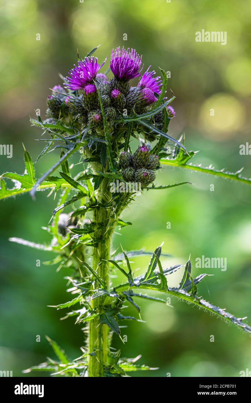 Common thistle, Cirsium vulgare, flower, buds Stock Photo - Alamy