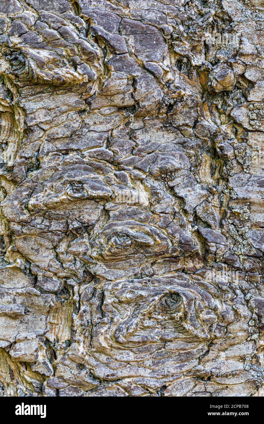 Larch tree wood texture hi-res stock photography and images - Alamy
