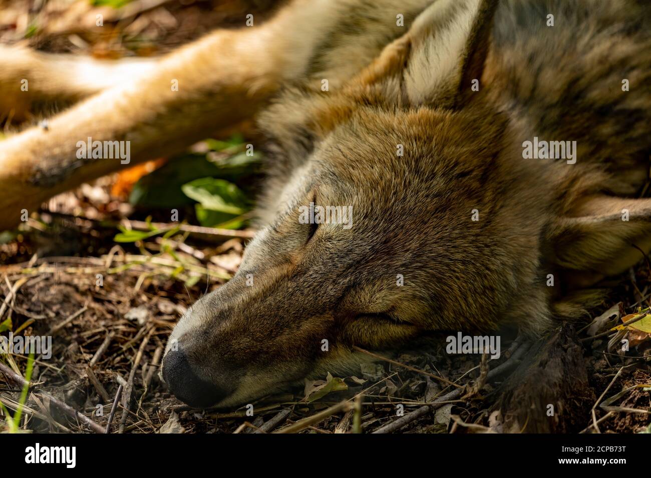 Young Grey wolf falling asleep in the autumn sun Stock Photo - Alamy