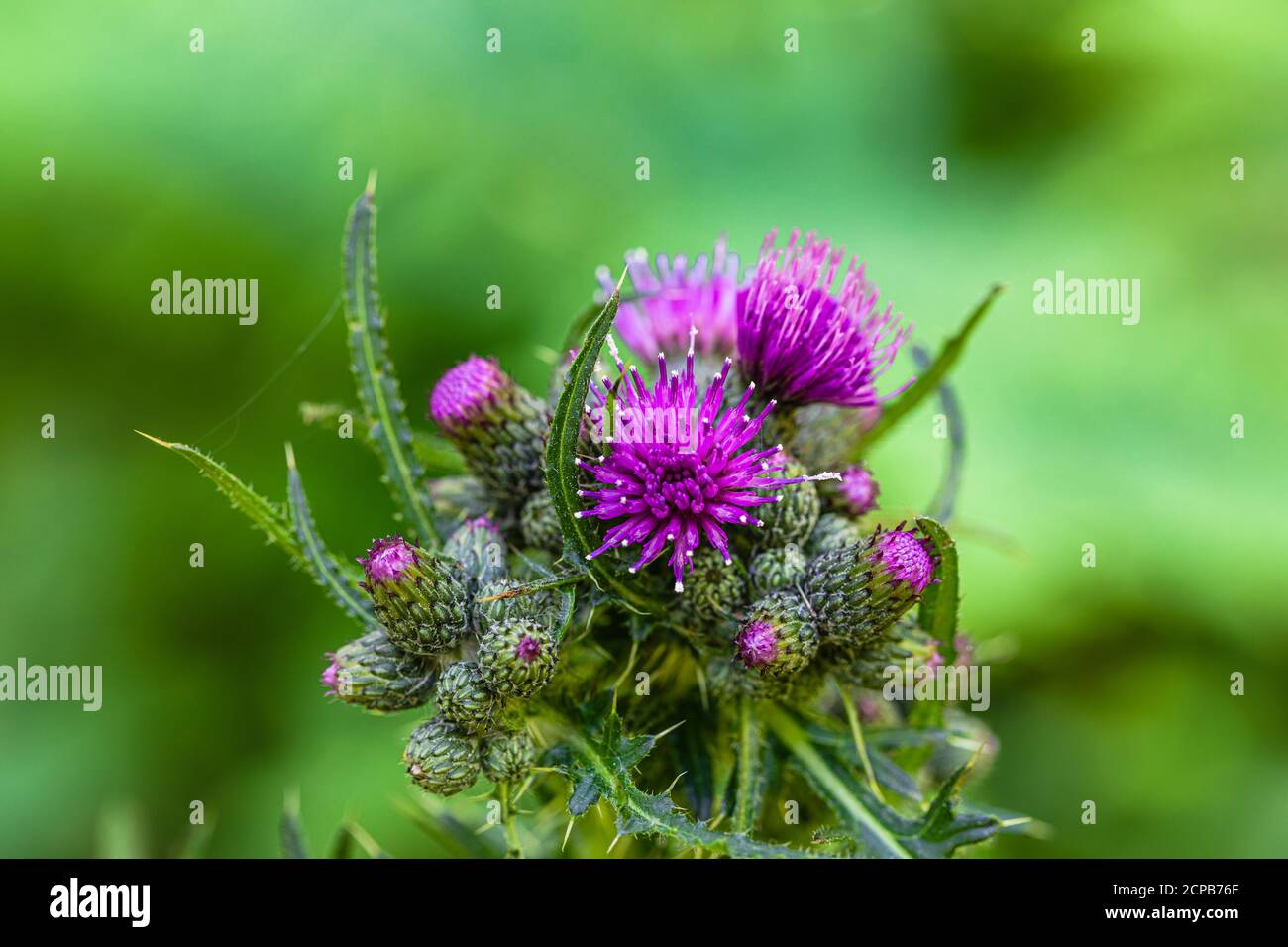 Common thistle, Cirsium vulgare, flower, buds Stock Photo - Alamy