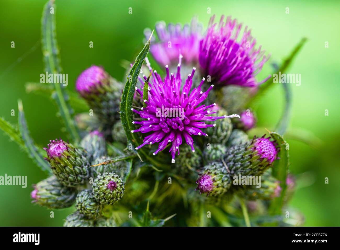 Common thistle, Cirsium vulgare, flower, buds Stock Photo - Alamy