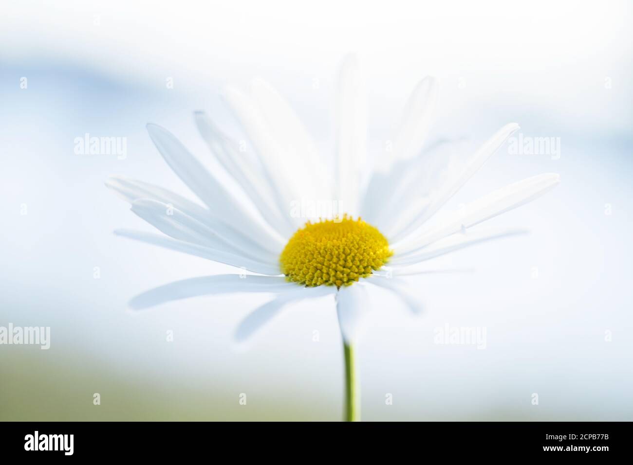 Daisy Flower, close-up, natural outdoor background Stock Photo - Alamy