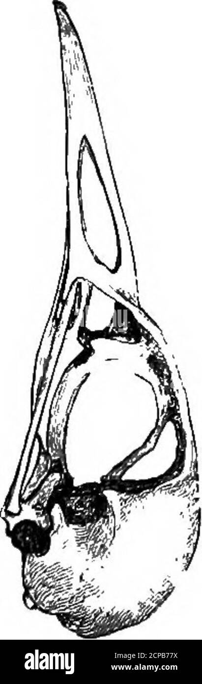 . The structure and classification of birds Stock Photo - Alamy