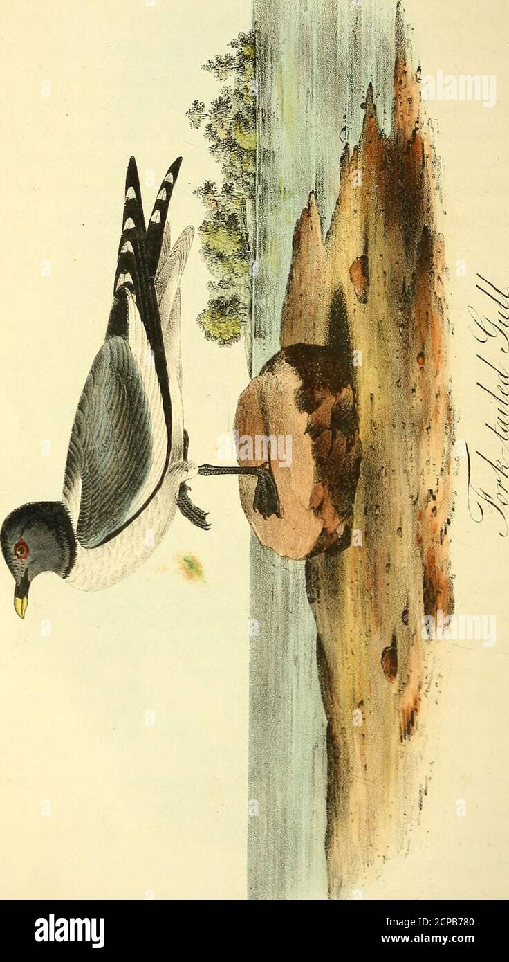 . The birds of America : from drawings made in the United States and ...