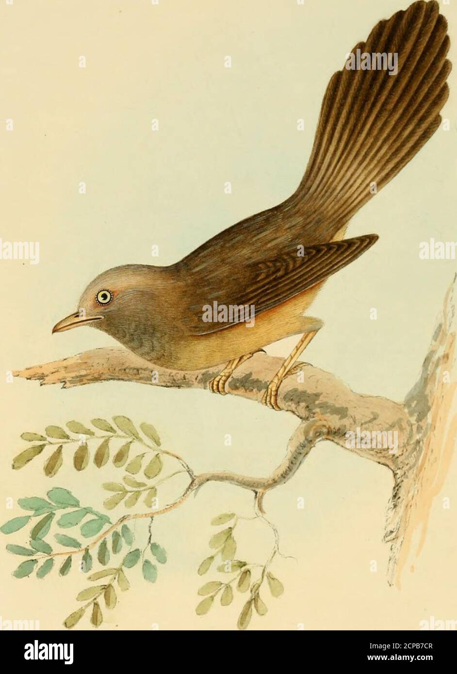 South indian specimen hi-res stock photography and images - Alamy