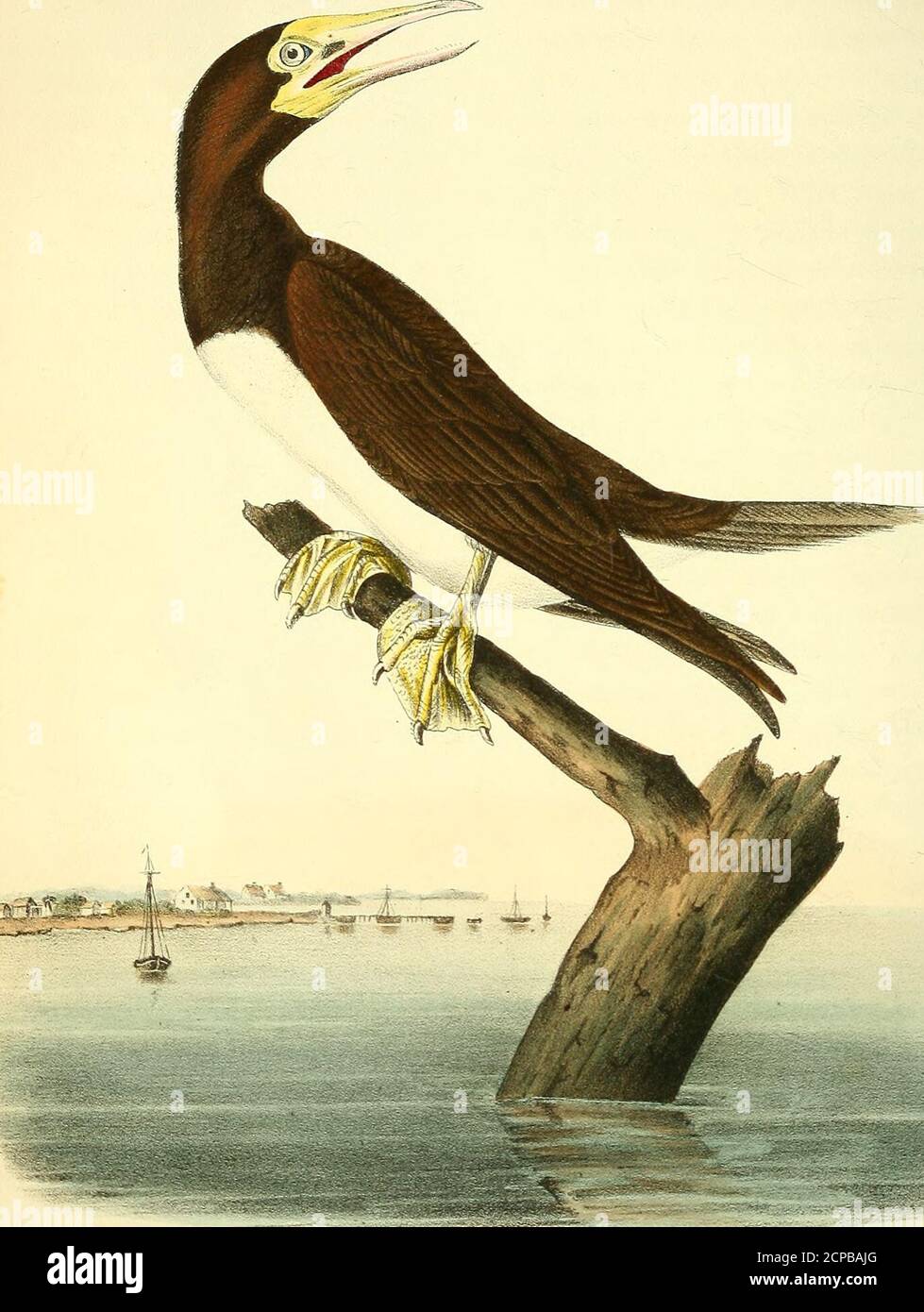 Nasal cavity drawings hi-res stock photography and images - Alamy