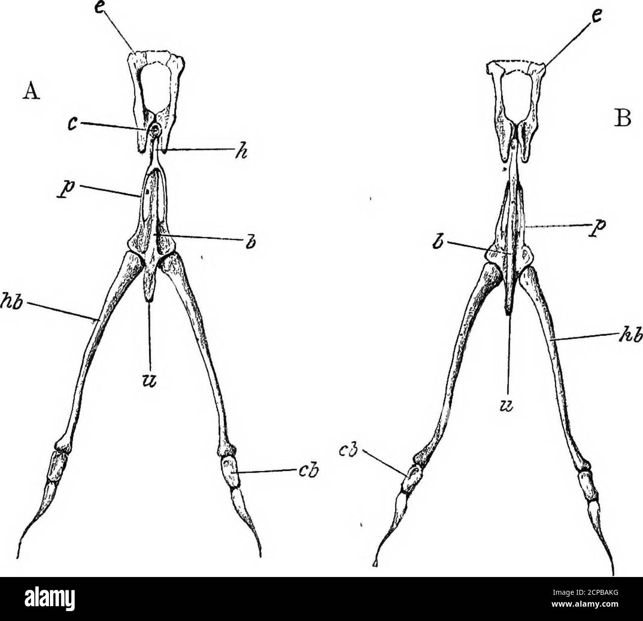 . The structure and classification of birds . Pig. 131.- -HyoiD OF ...