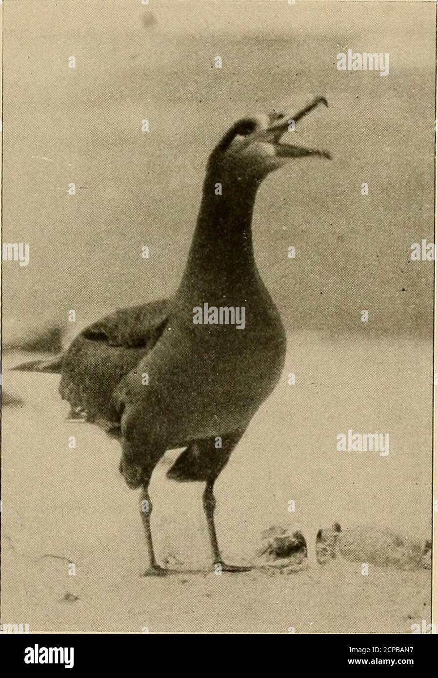 . The Wilson bulletin . A Black footed albatross about to feed young ...