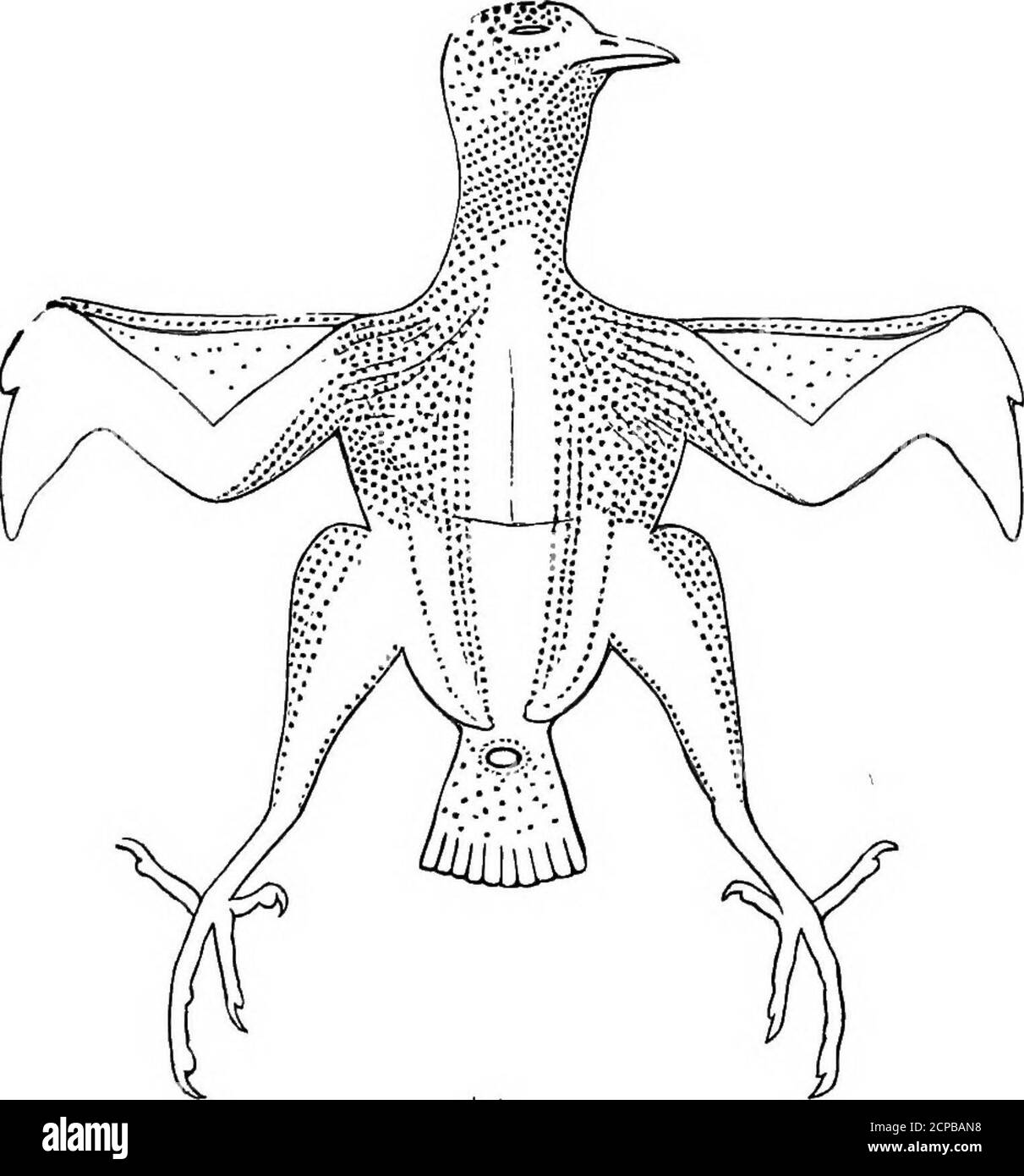 Contourfeathers hi-res stock photography and images - Alamy