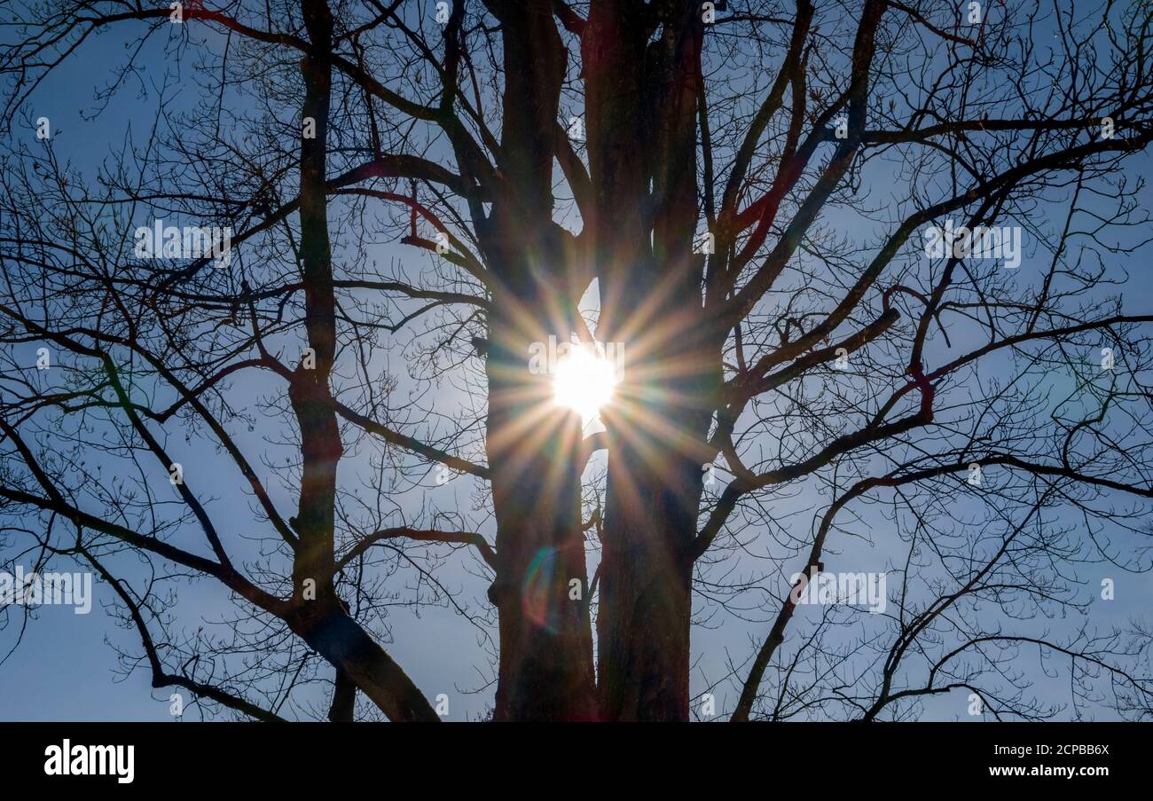 Tree backlit against a blue sky with sun rays Stock Photo - Alamy