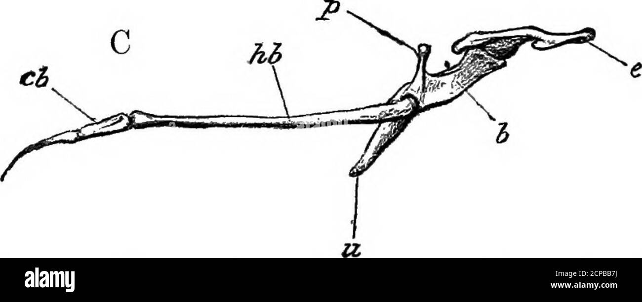 . The structure and classification of birds . Pig. 131.- -HyoiD OF ...