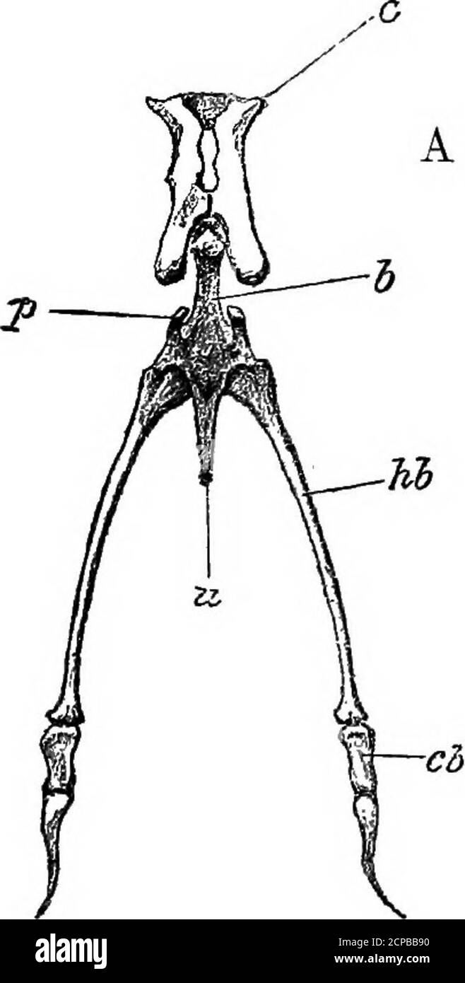 . The structure and classification of birds Stock Photo - Alamy