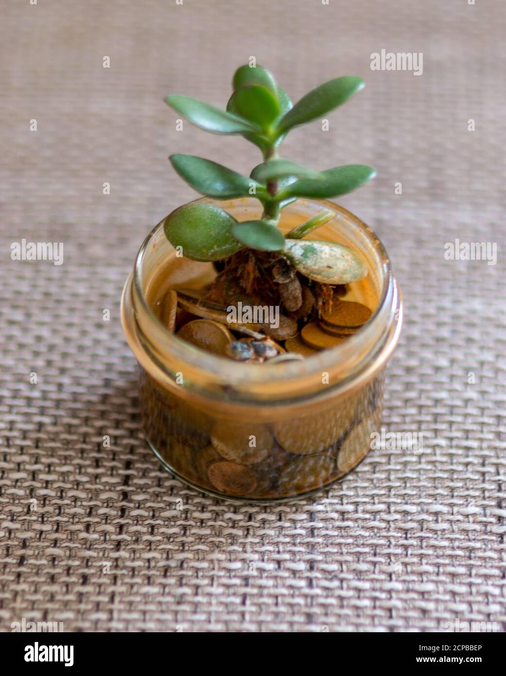 picture with glass jar, dirty money in the jar, money tree in the glass ...