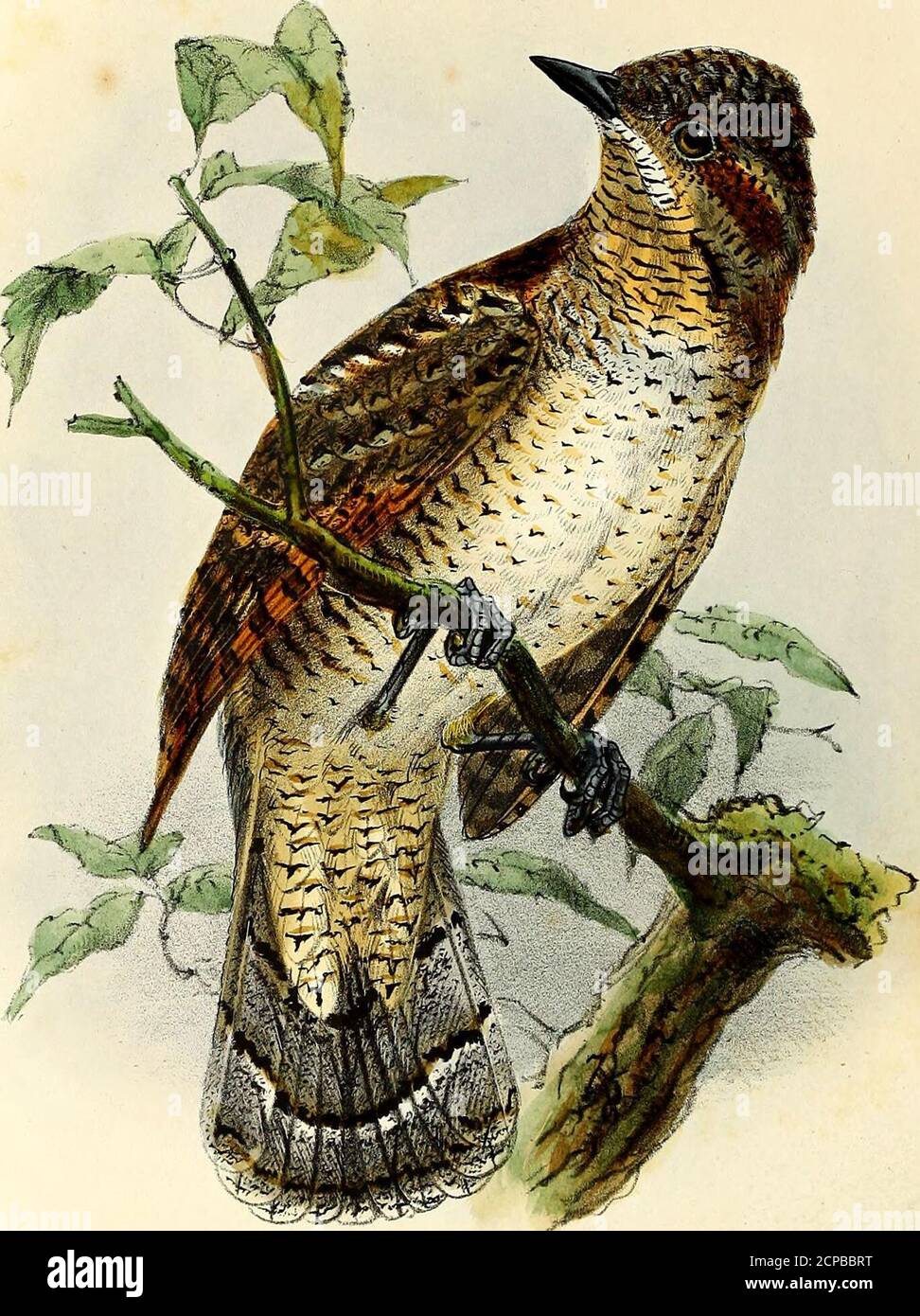 Vogels Vangen High Resolution Stock Photography and Images - Alamy