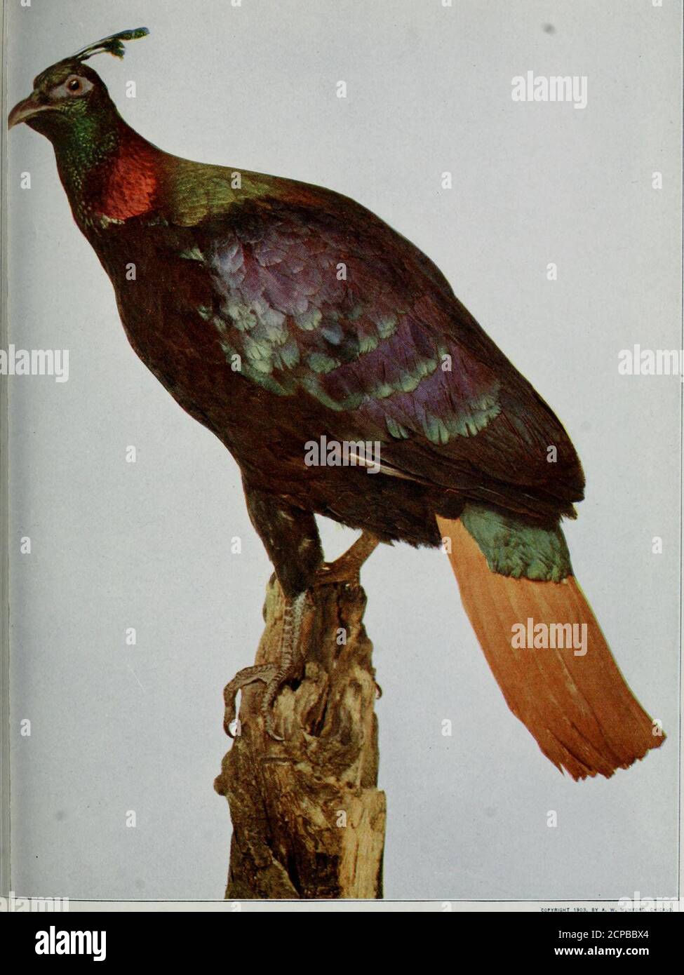 Khea hi-res stock photography and images - Alamy