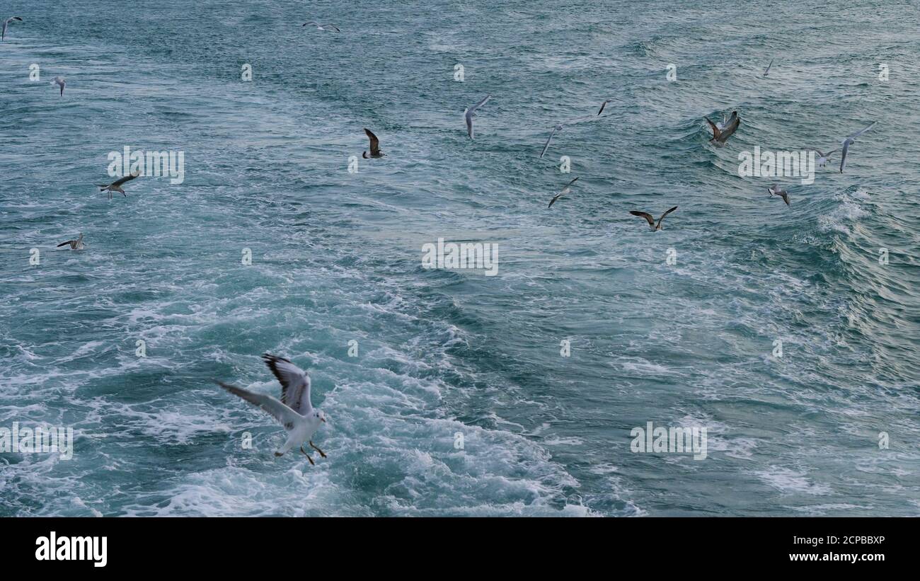 Istanbul Turkey Seagulls. Nature, wildlife Stock Photo - Alamy