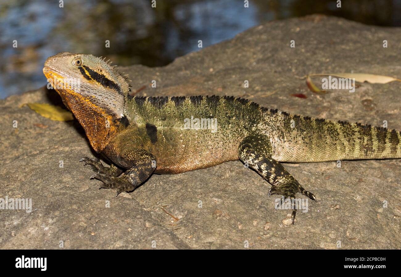 Lizards australia hi-res stock photography and images - Alamy