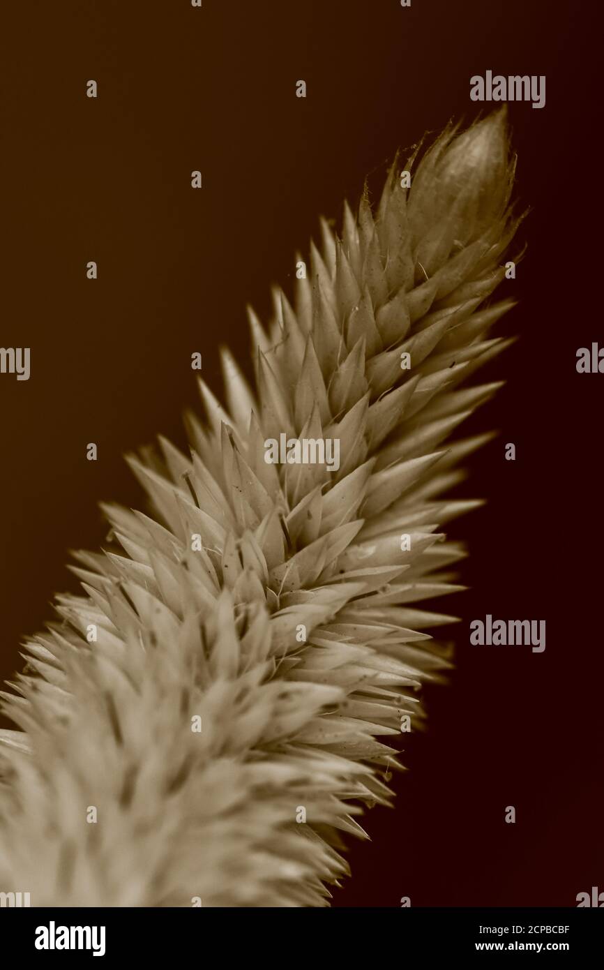 Abstract image of a leaf hi-res stock photography and images - Alamy