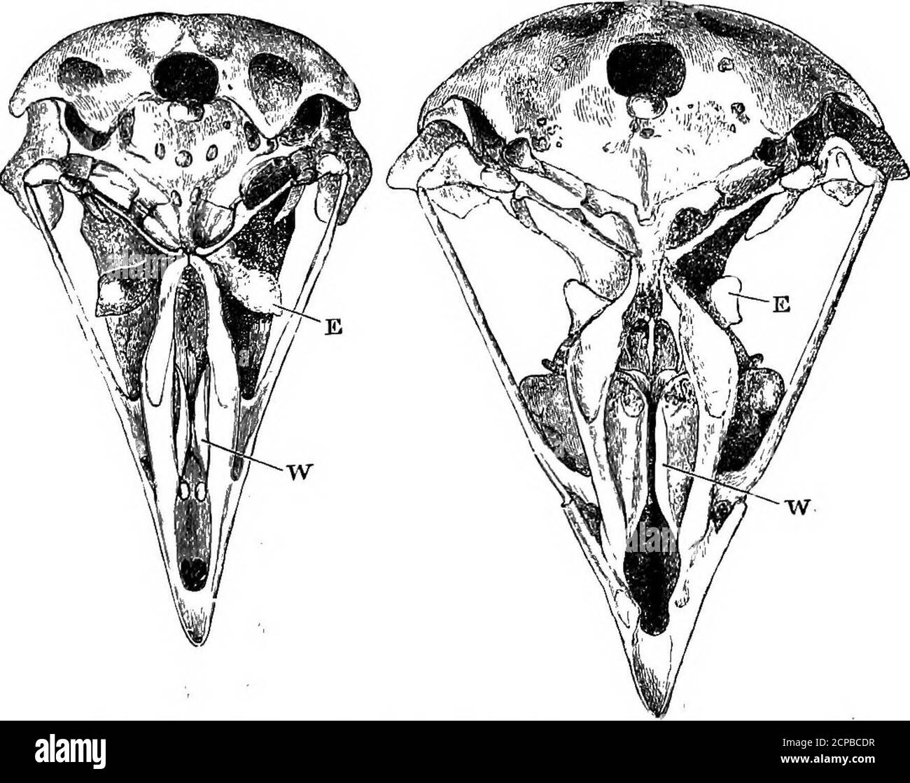 . The structure and classification of birds . Fig. 125.—Colic Cmox of ...