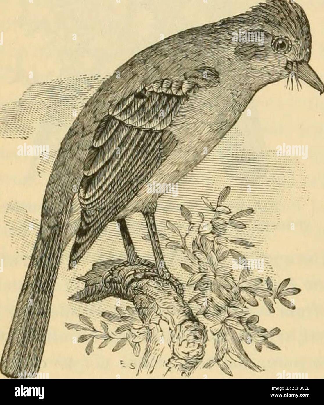 . Key to North American birds. Containing a concise account of every ...