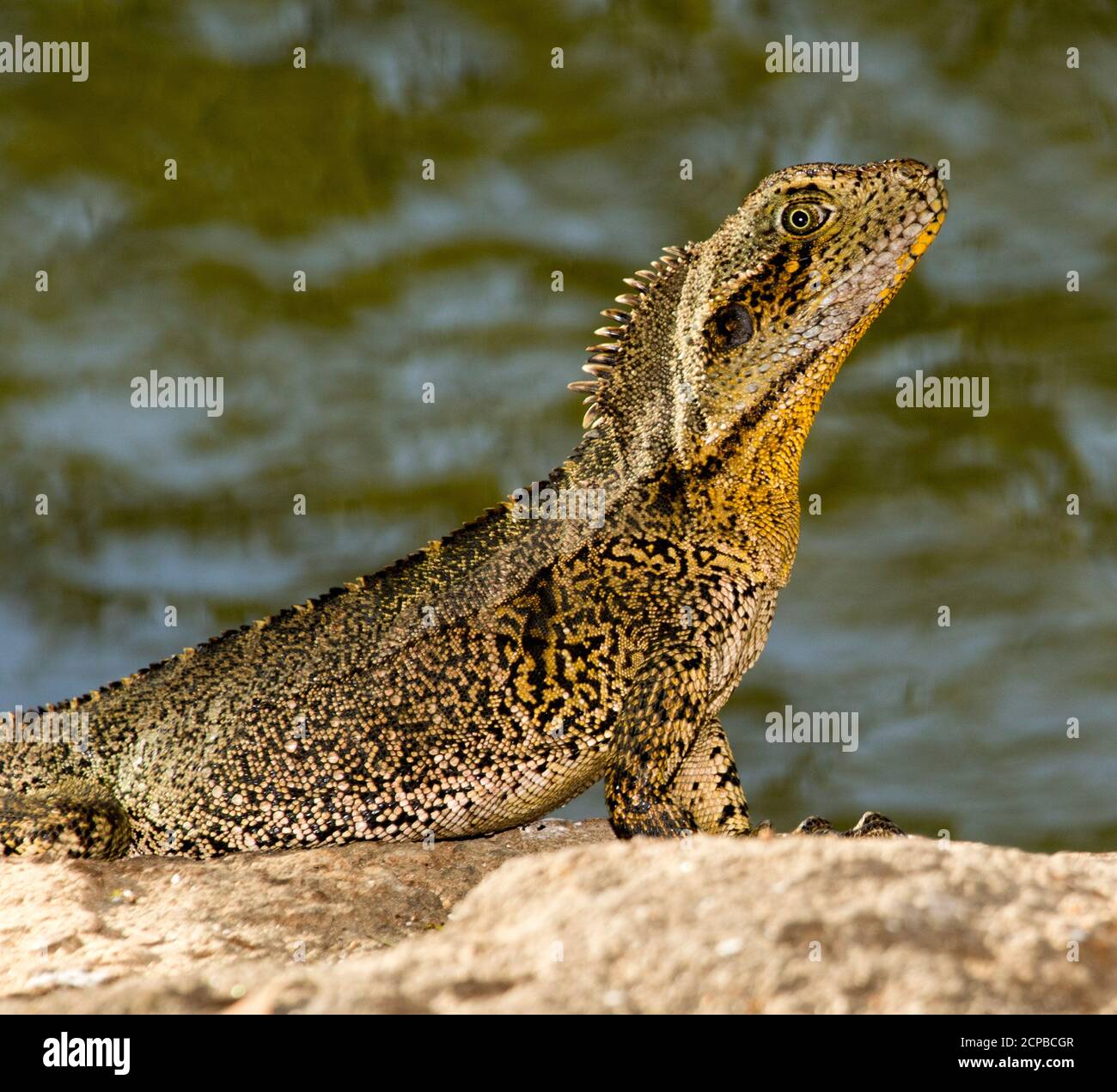 Dragon lizards up close hi-res stock photography and images - Alamy