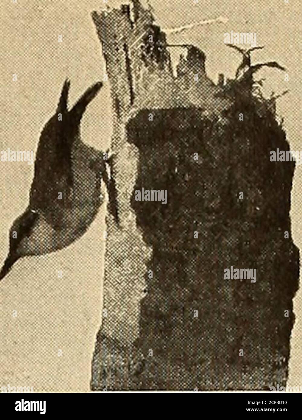 . Birds and nature . tut Stock Photo - Alamy