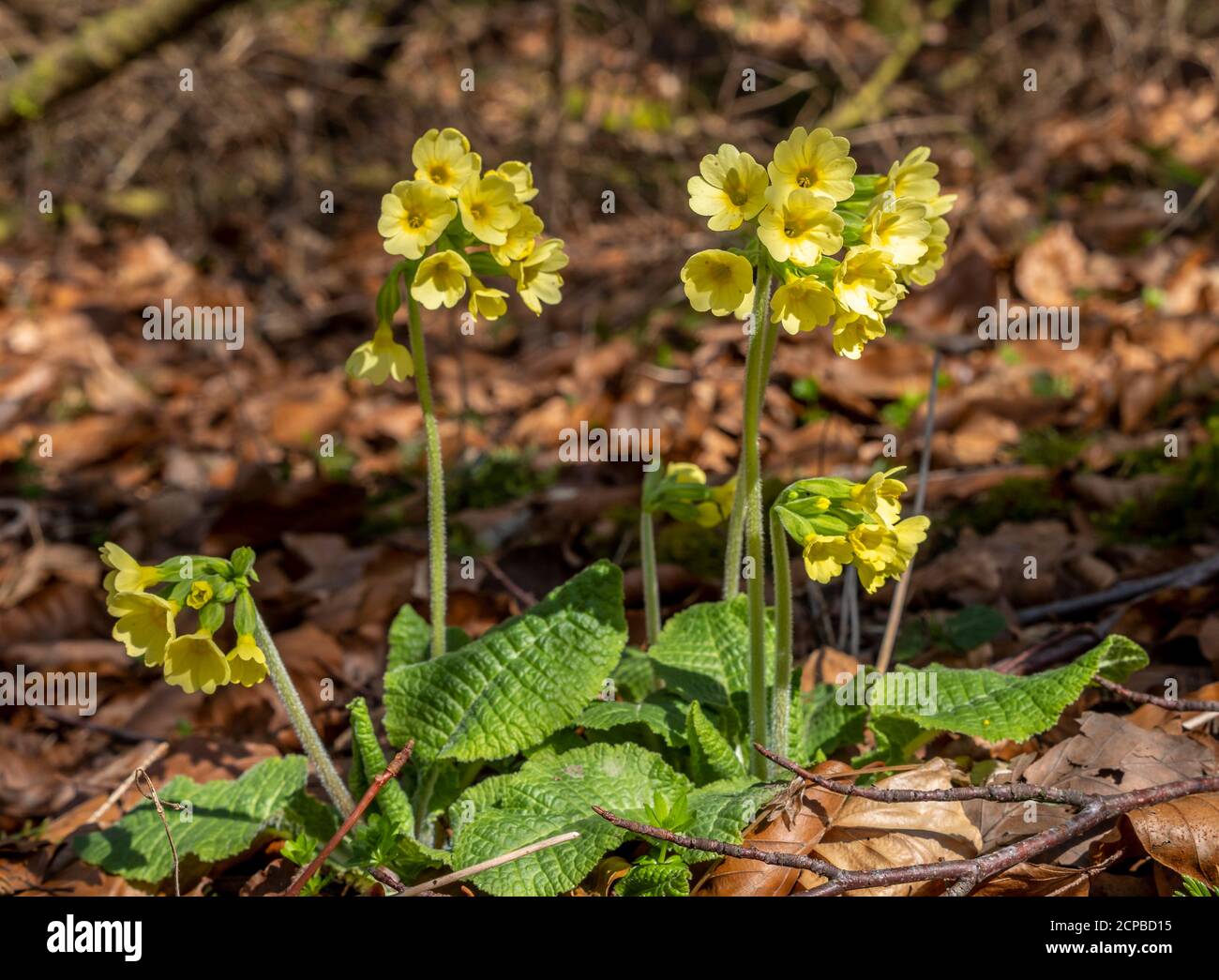 High cowslip in forest hi-res stock photography and images - Alamy