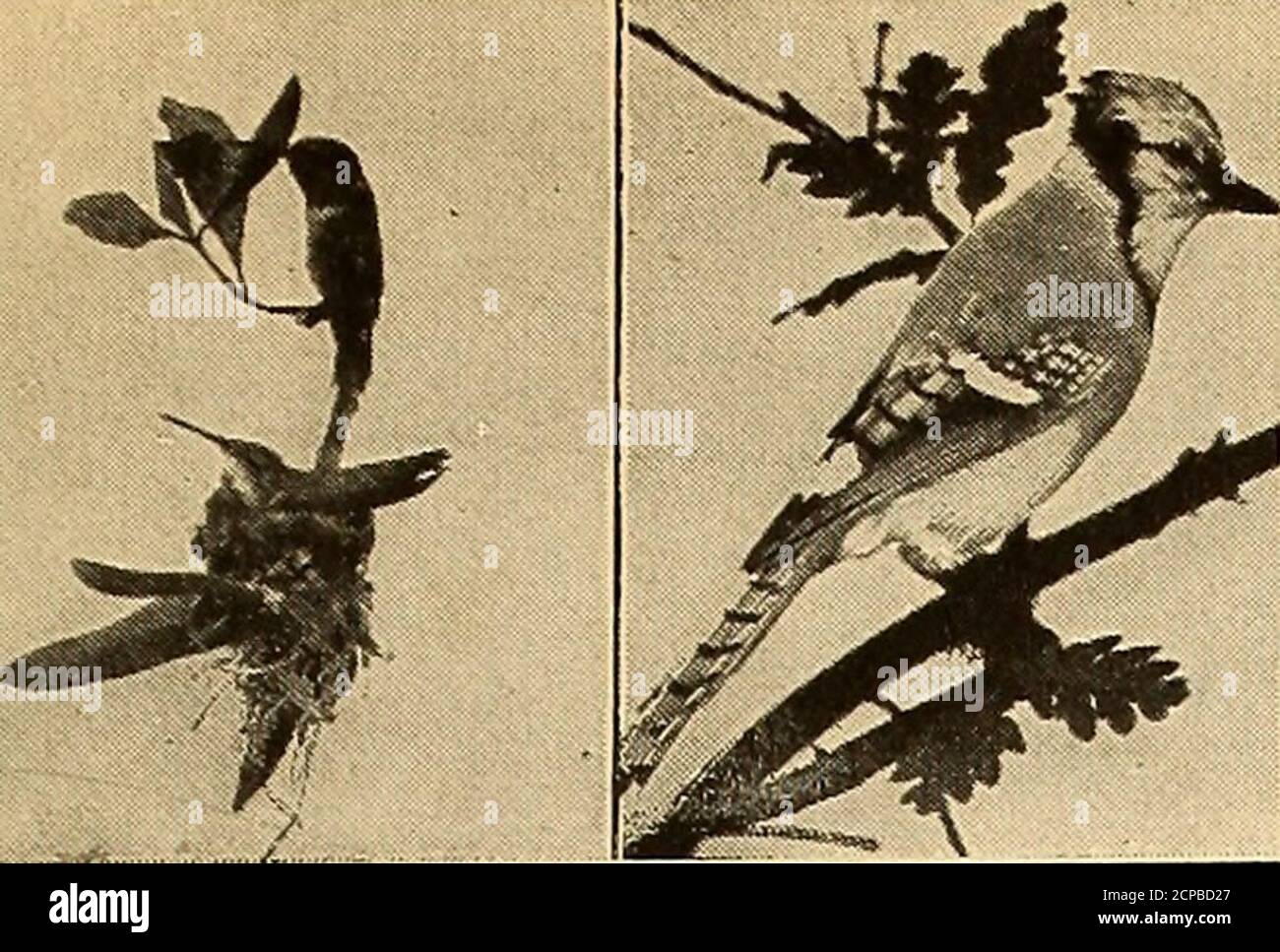 . Birds and nature . tut Stock Photo - Alamy