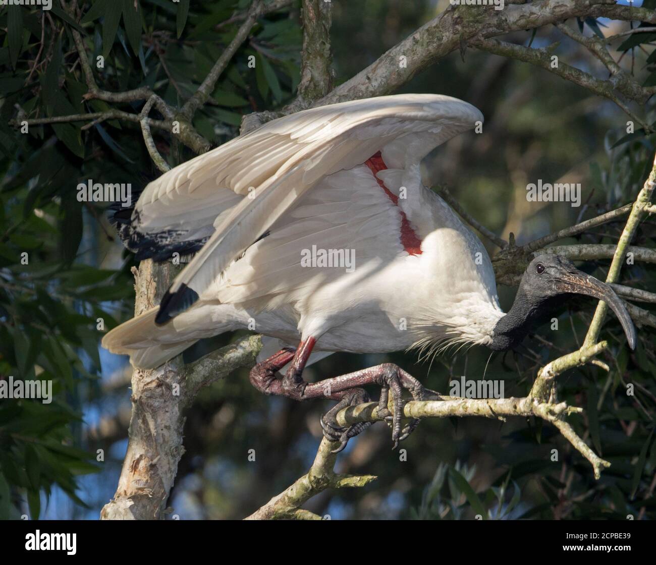 Australian ibis hi-res stock photography and images - Alamy