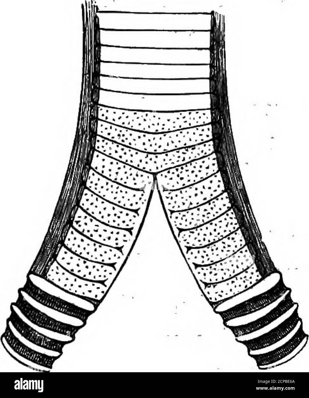. The structure and classification of birds . Fig. 114.—Syrinx of ...
