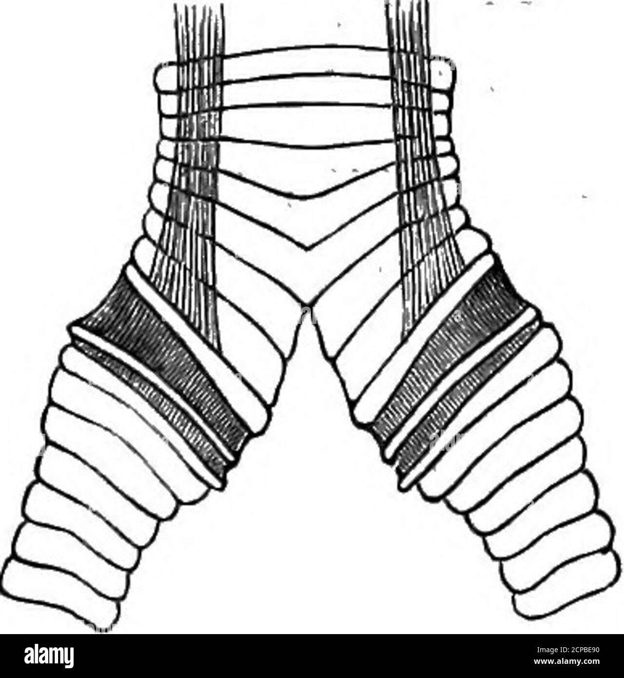 Classification of muscles hi-res stock photography and images - Alamy