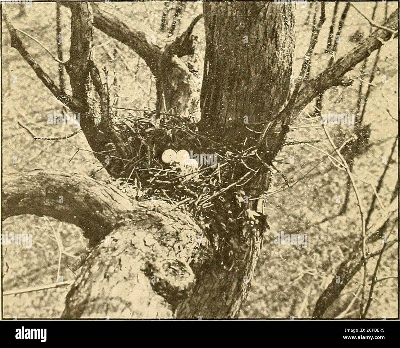 . The Wilson bulletin . Side view showing Owl stub on left and Hawk ...