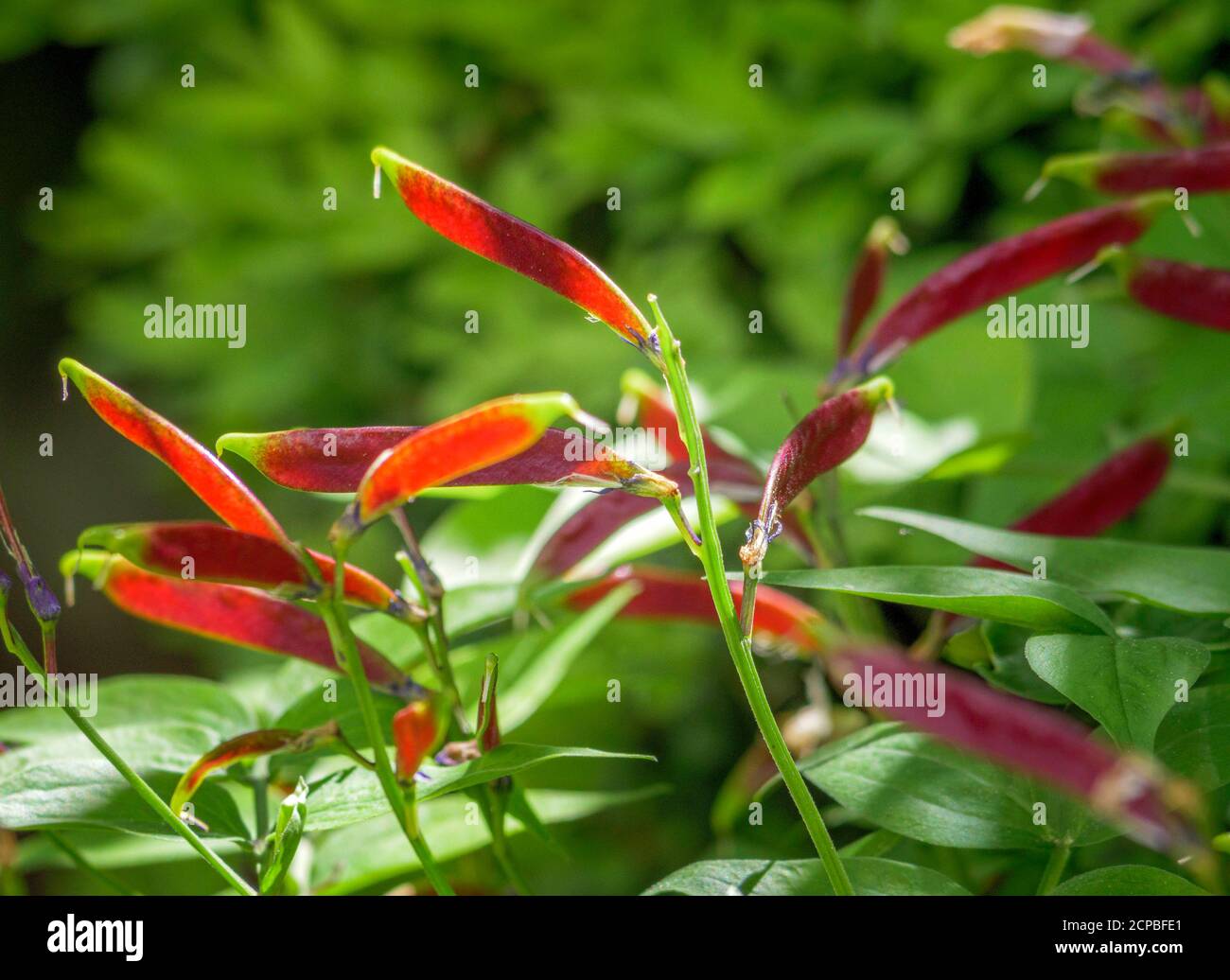Seed pods detail hi-res stock photography and images - Alamy