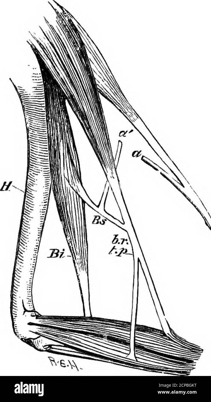 Pectoralis tendon hi-res stock photography and images - Alamy