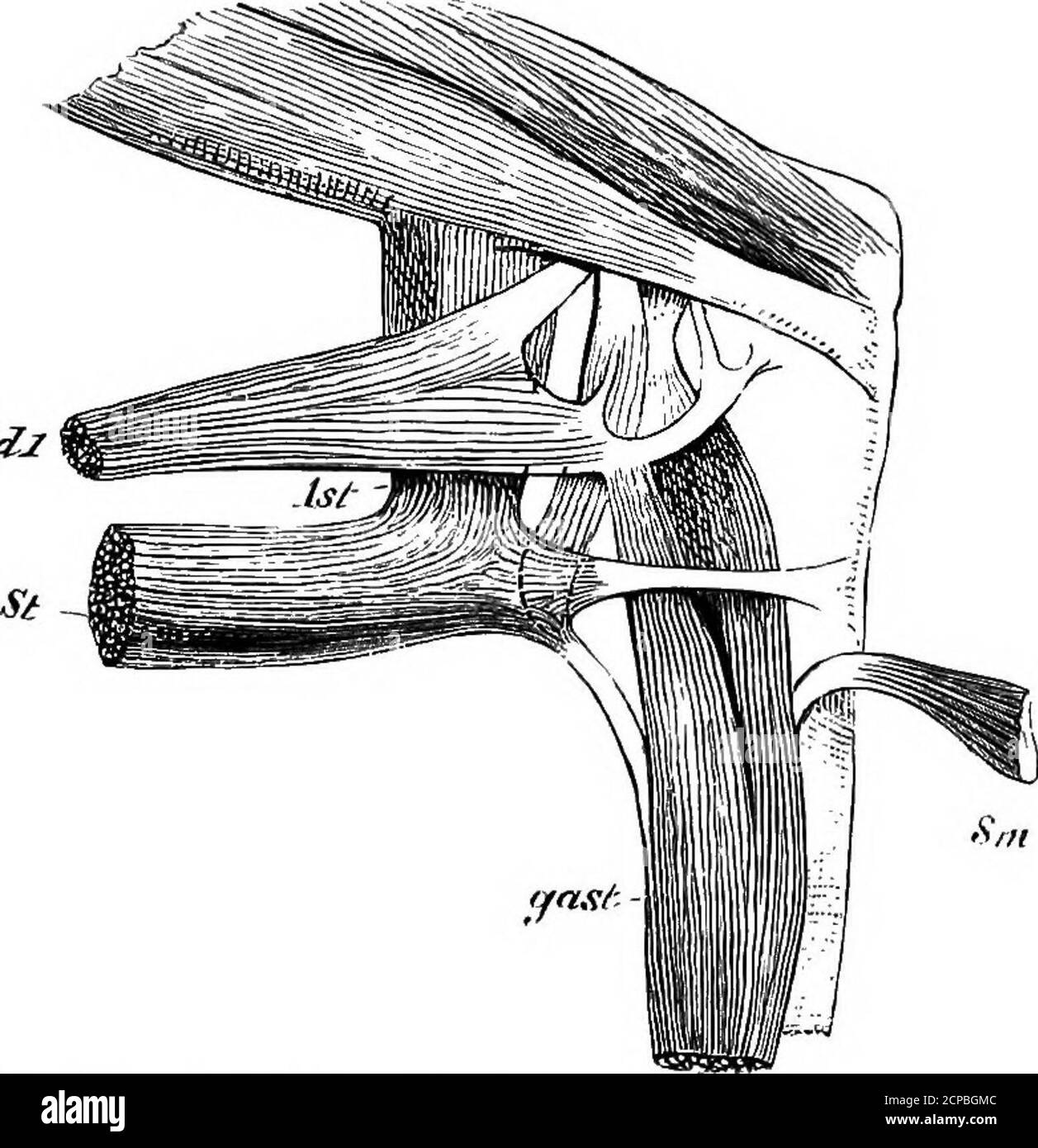 Structure iv b Cut Out Stock Images & Pictures - Alamy