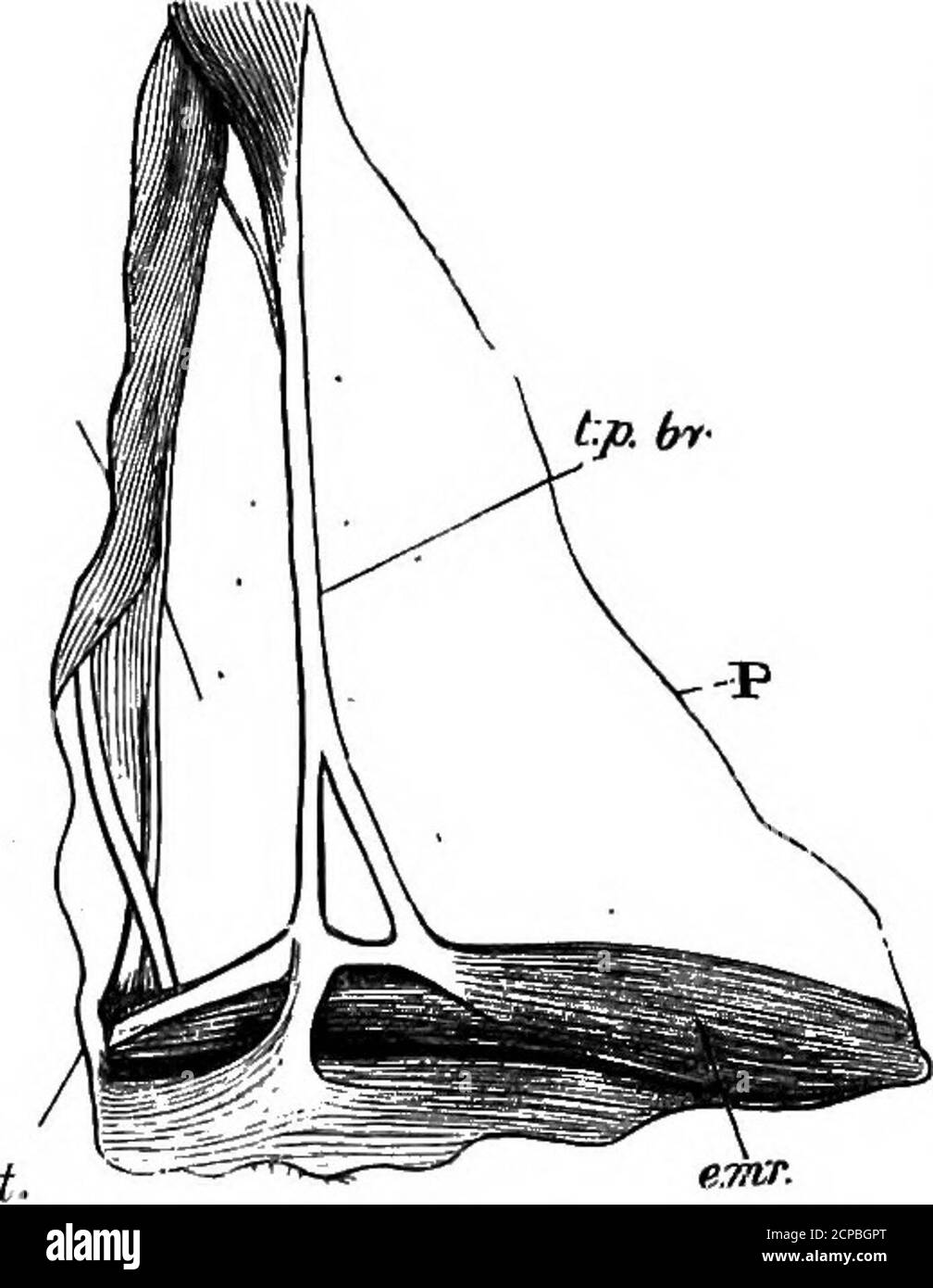 Wrist tendon Black and White Stock Photos & Images - Alamy