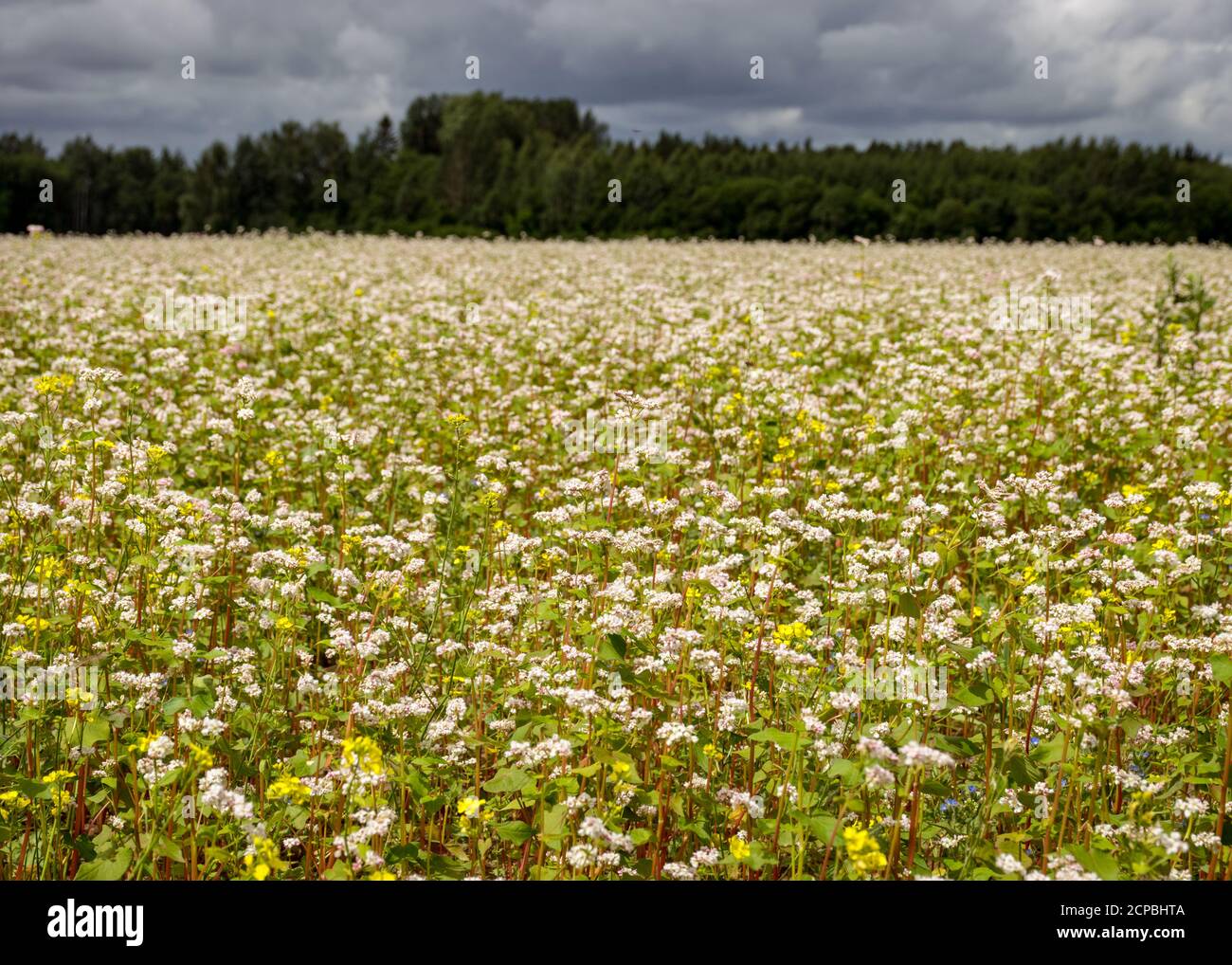 beautiful landscape with buckwheat field, white buckwheat flowers ...