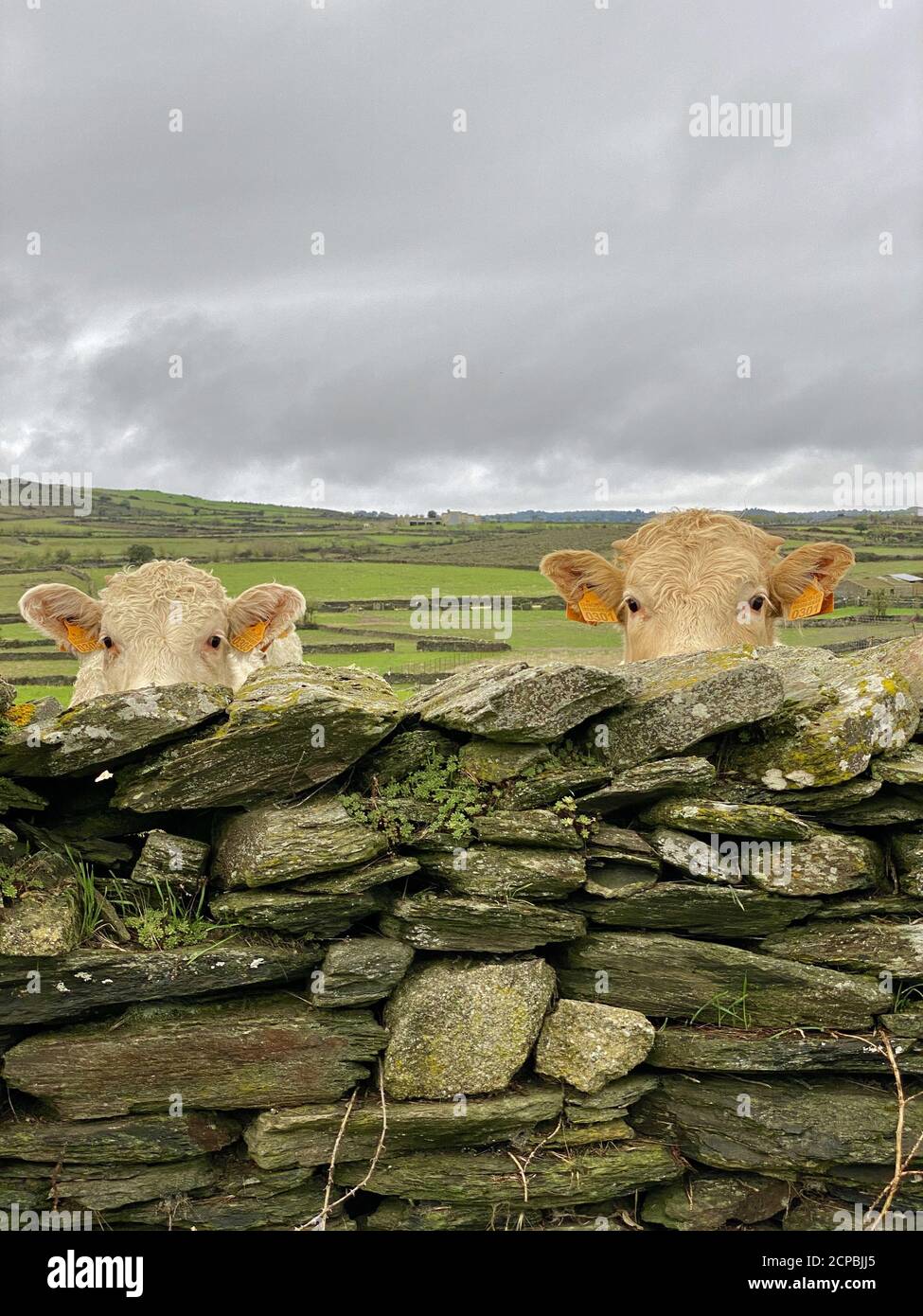 Cow looking over stone wall hi-res stock photography and images - Alamy