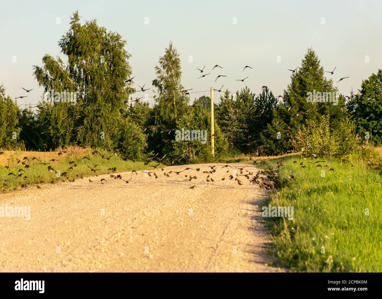 rural landscape with a simple road and small birds on it, bird ...